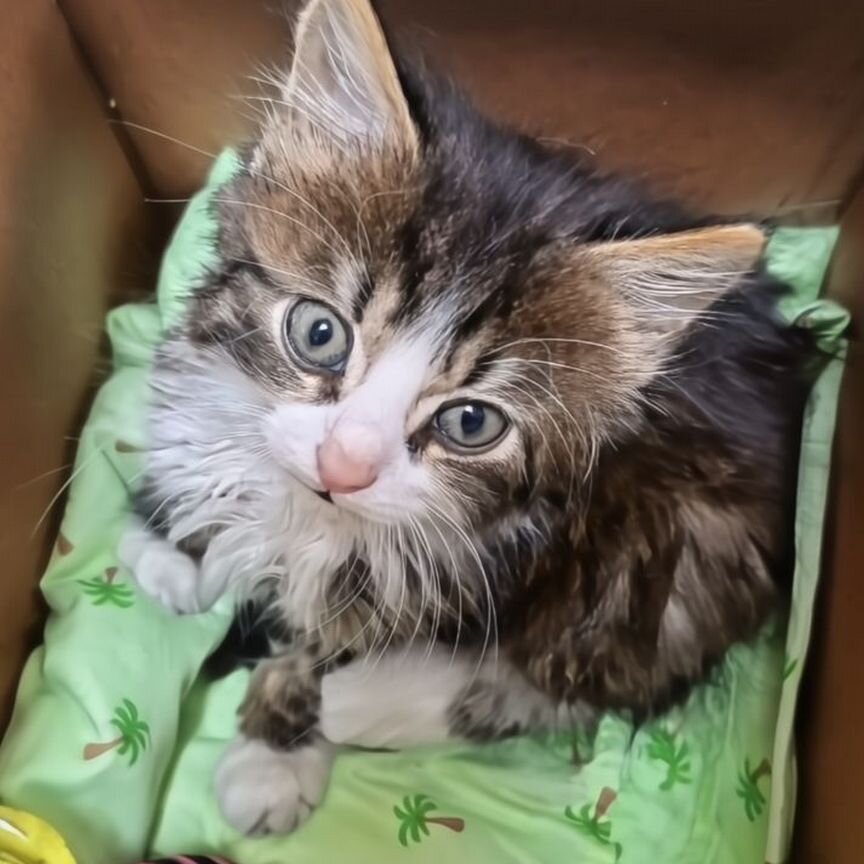 Котёнок в добрые руки