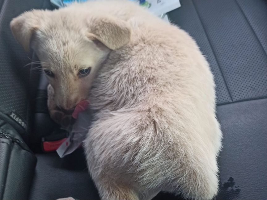 На Химкенской мусорке малыши 2 мес