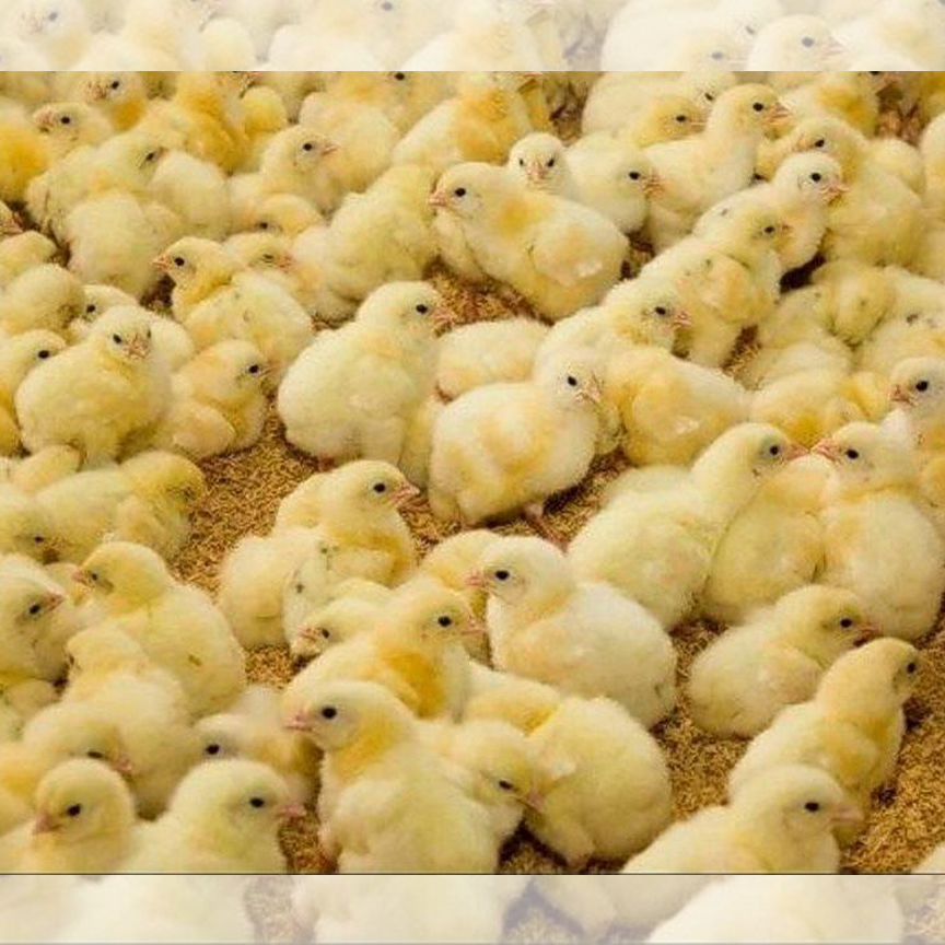 Веду запись на циплят бройлера Рост 308 Турция