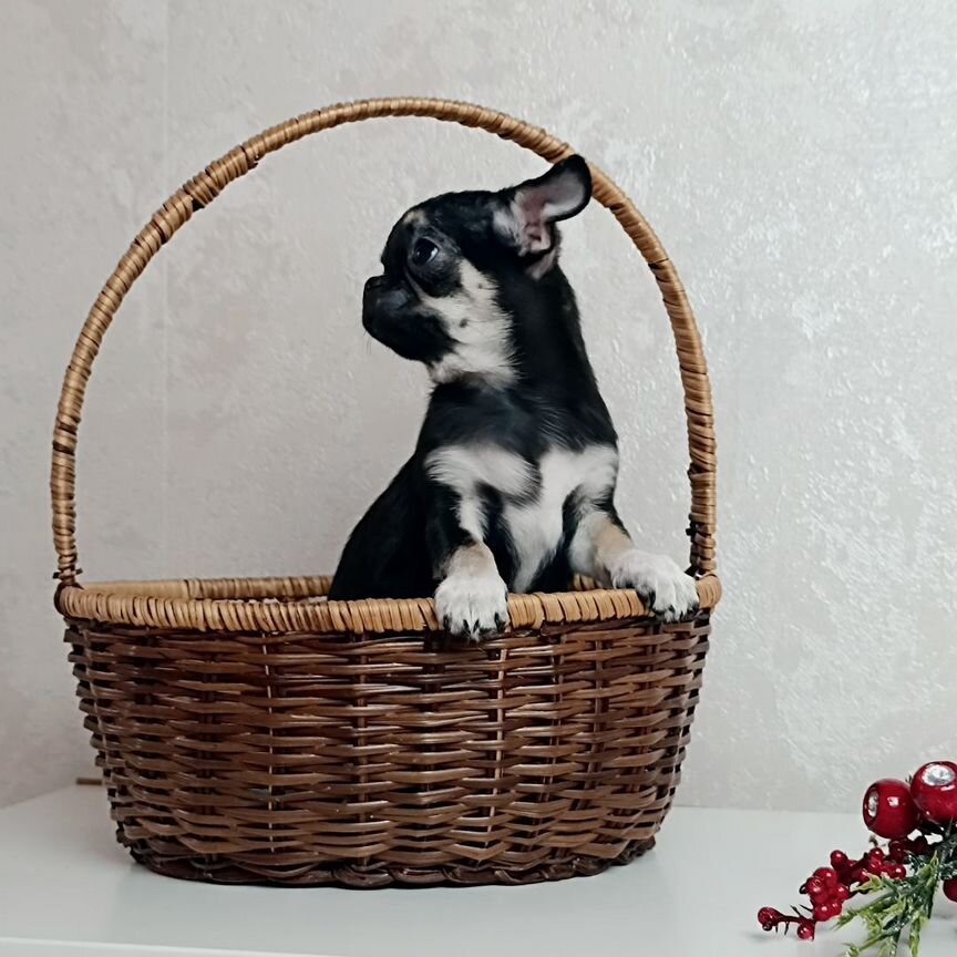 Чудо мальчик