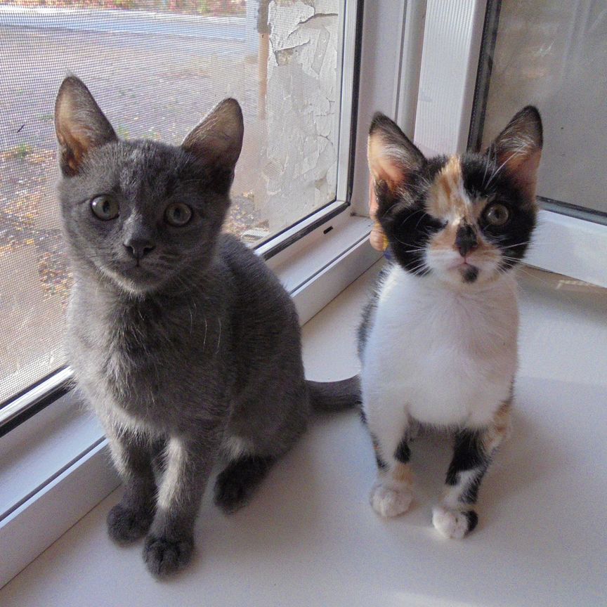 Котики бесплатно