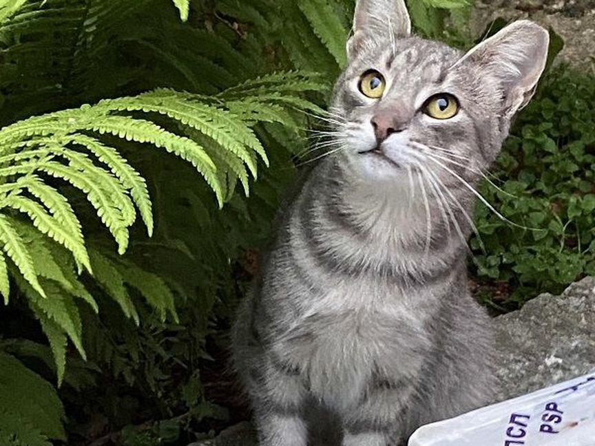 Кот Пиратик ищет семью