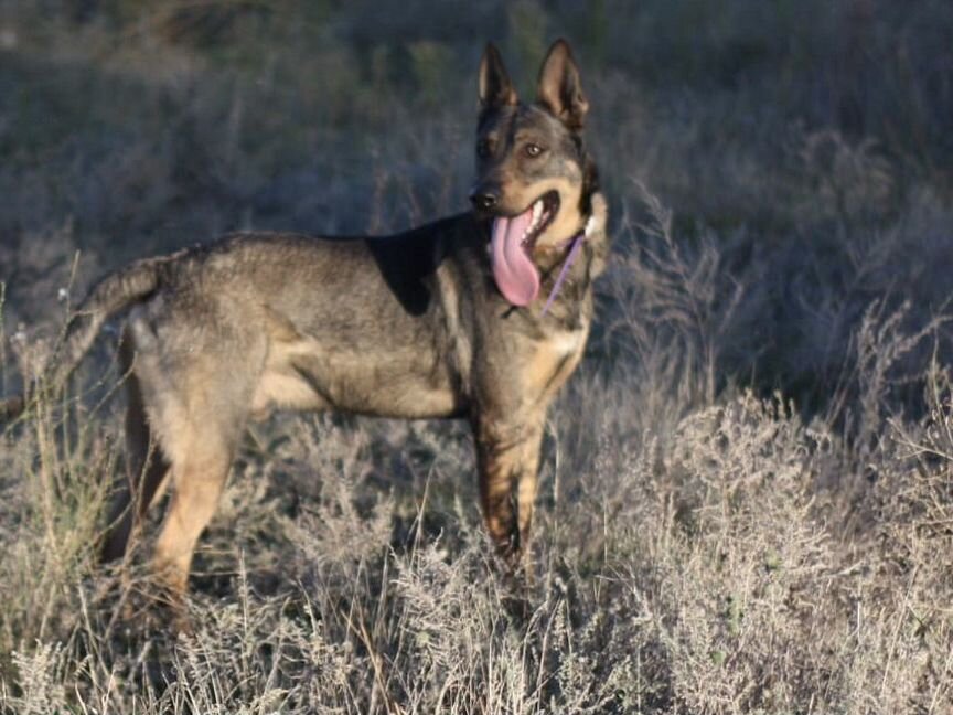 Собака в добрые руки отдам бесплатно