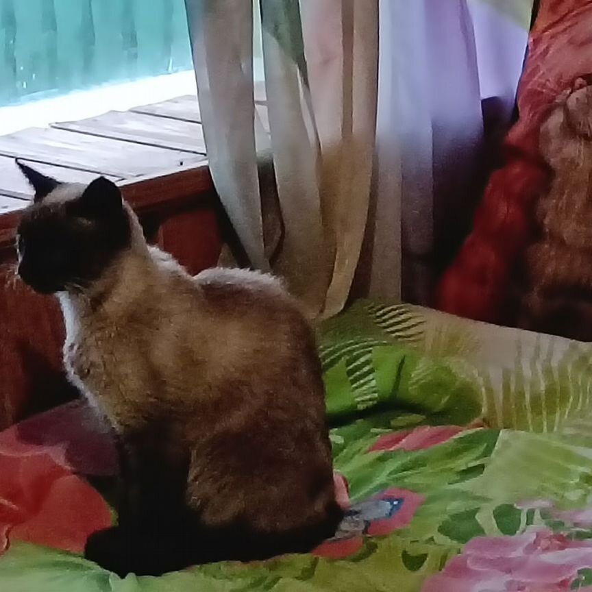 Сиамская кошечка