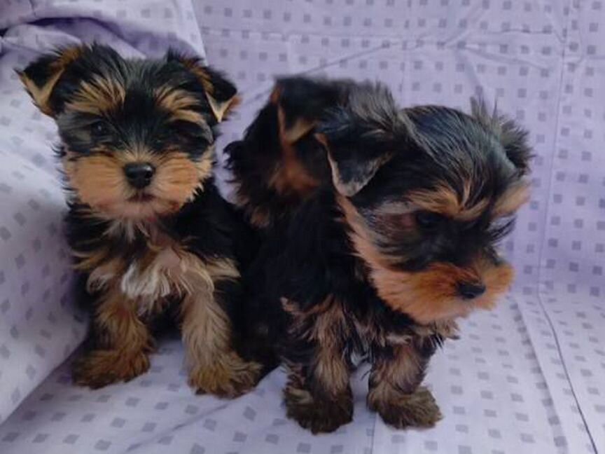 Йоркширский терьер