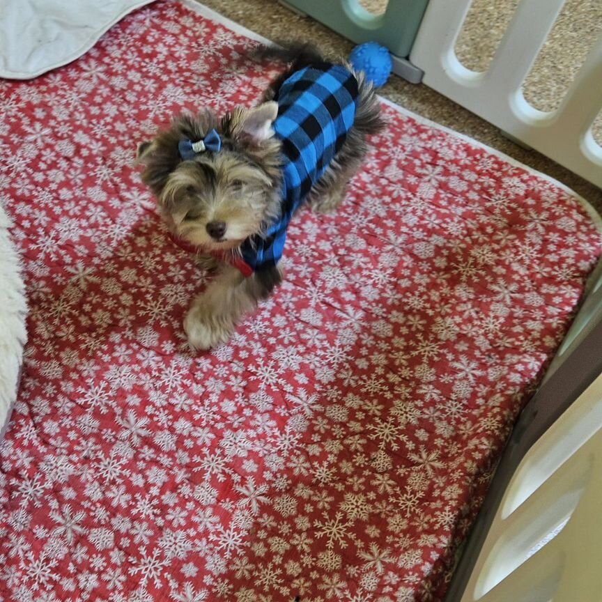 Цветной йорк