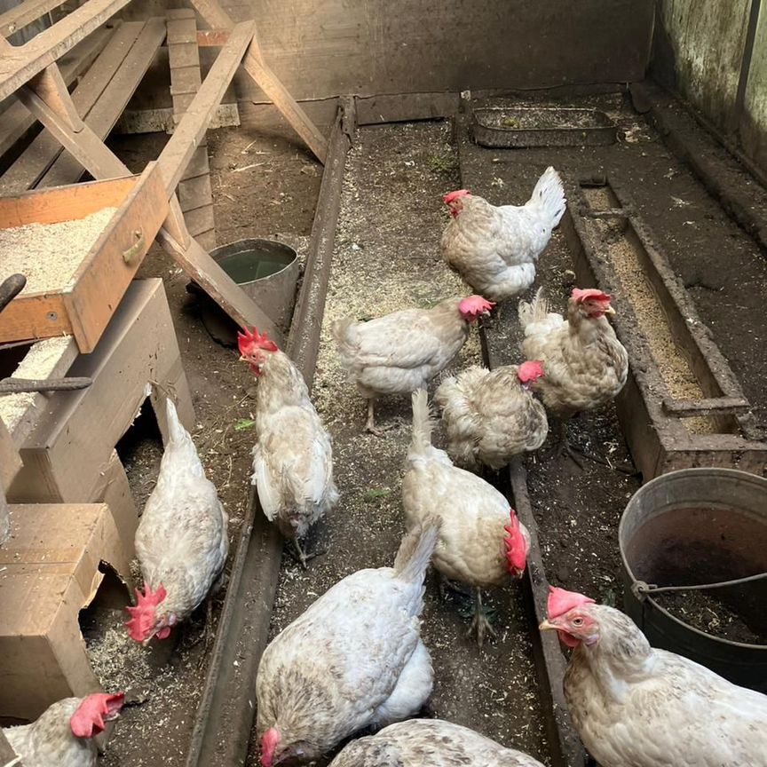 Куры несушки продам