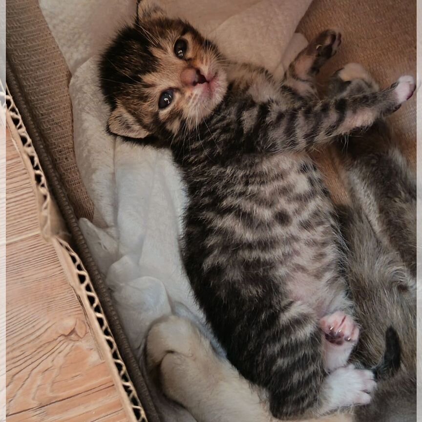 Котёнок от частного владельца