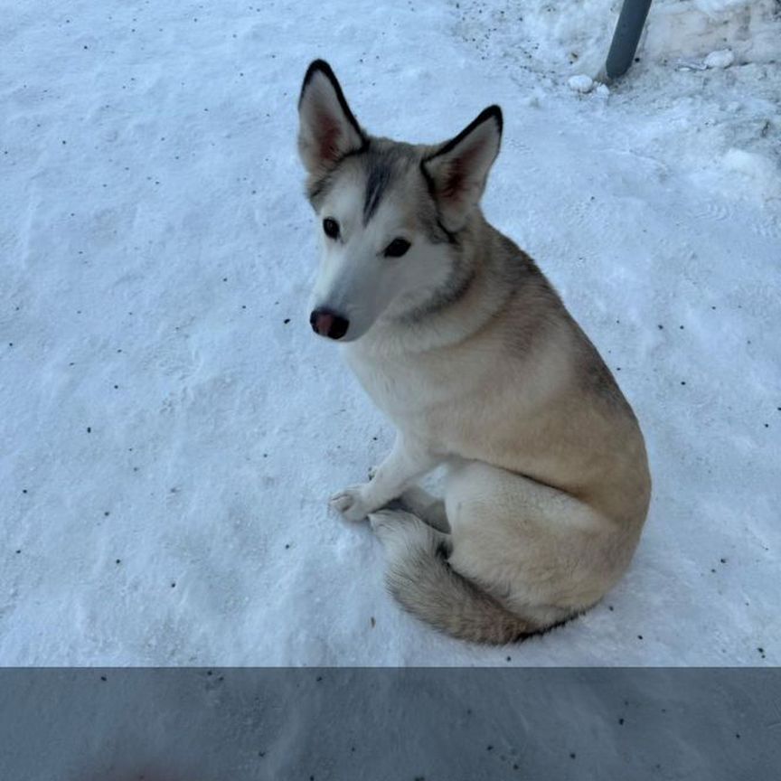Собака на улице