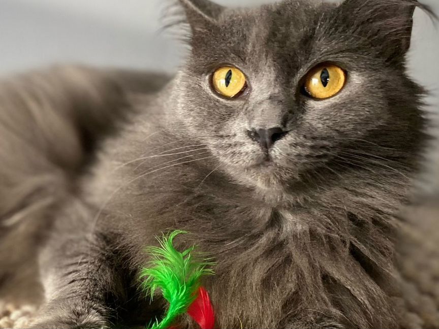 Дом кошечке