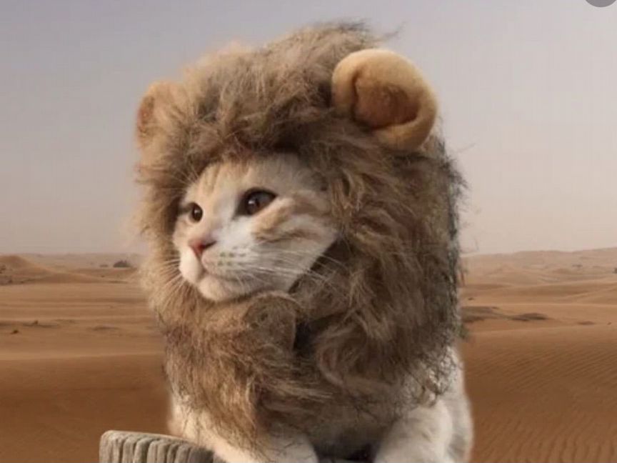 Тест на бешенство