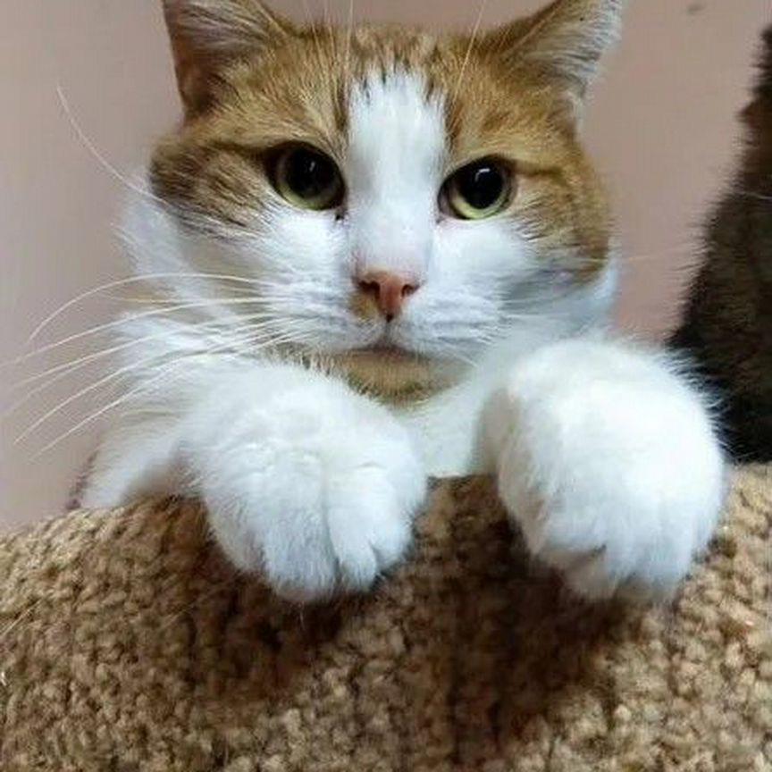 Милый кот в добрые руки