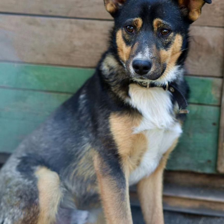 Собака в добрые руки отдам бесплатно