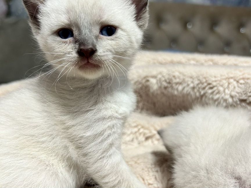 Тайская кошечка