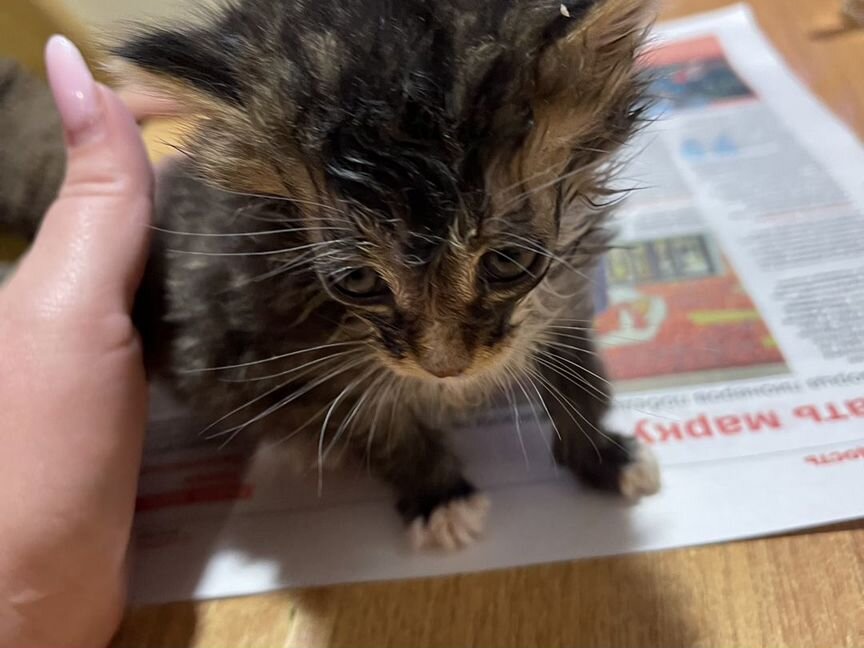 Отдам котенка в добрые руки