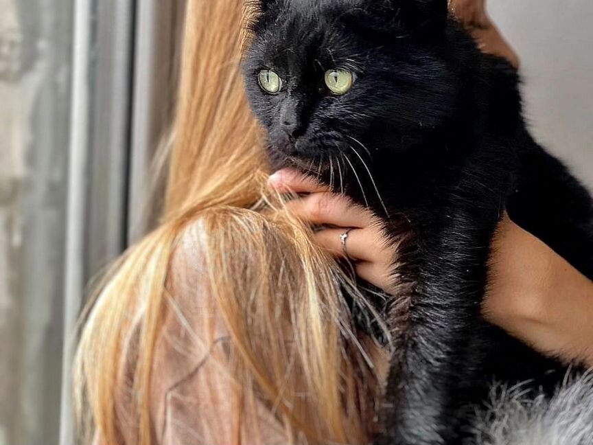 Чернушку предали хозяева