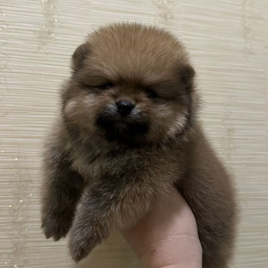 Померанский шпиц, щенок