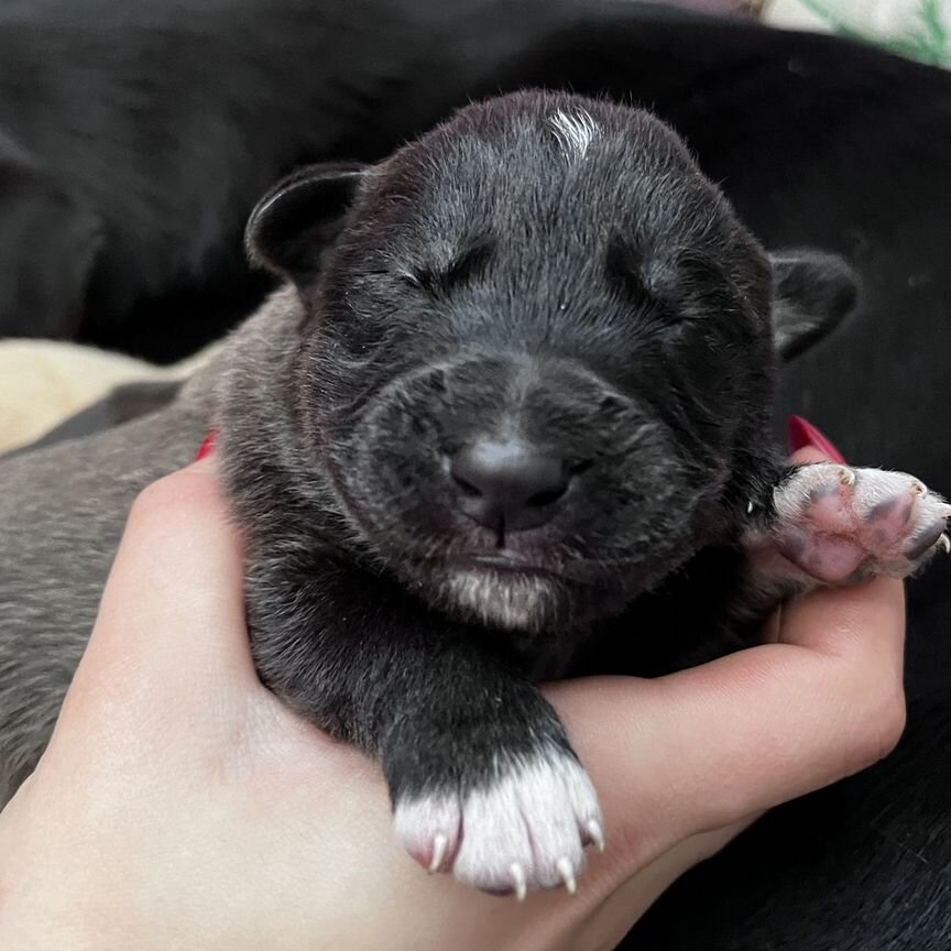 Щенок в добрые руки