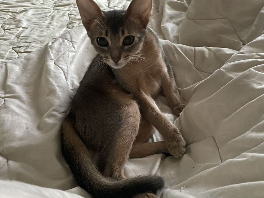 Абиссинская кошка