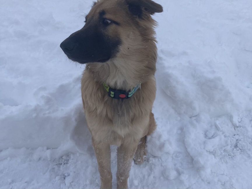 Собака. Метис