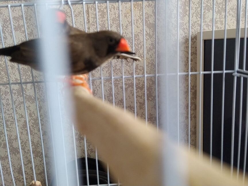 Зебровые амадины