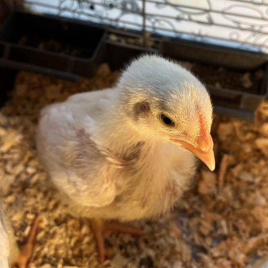 Цыплята бройлеры