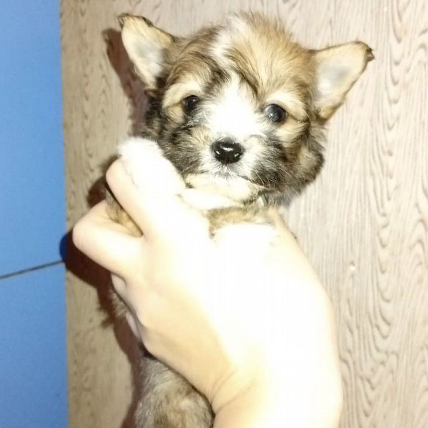 Йоркширский терьер, щенок