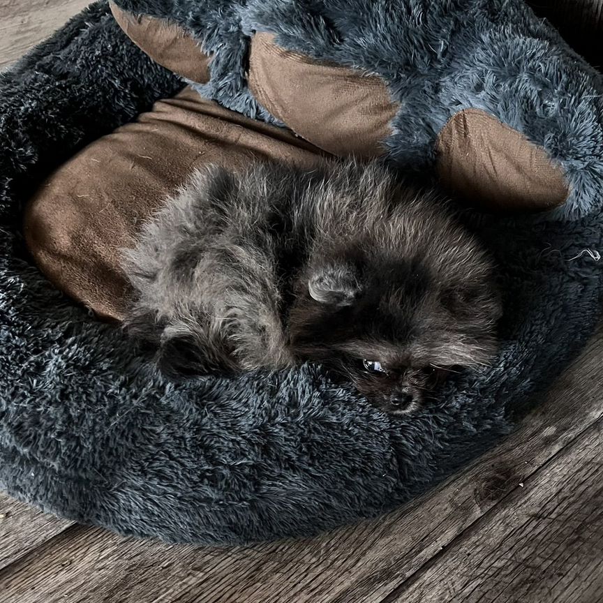 Померанский шпиц