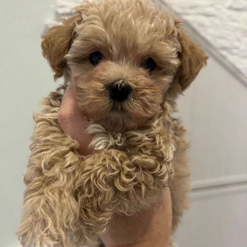 Мальтипу ф1