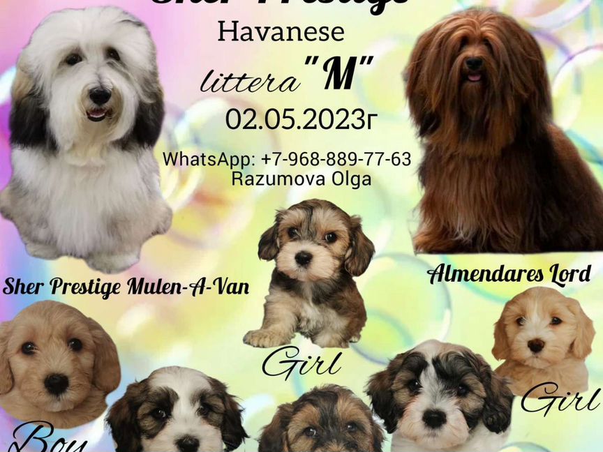 Бишон Хаванез щенки