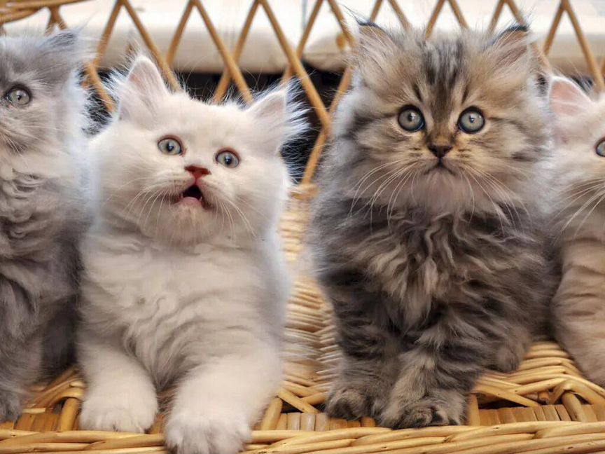 Сибирские котята