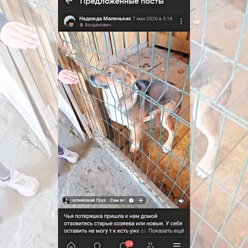 Щенок в добрые руки