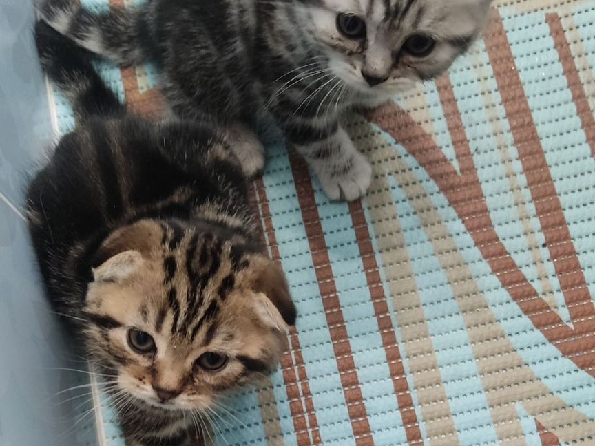 Шотландские мраморные котята