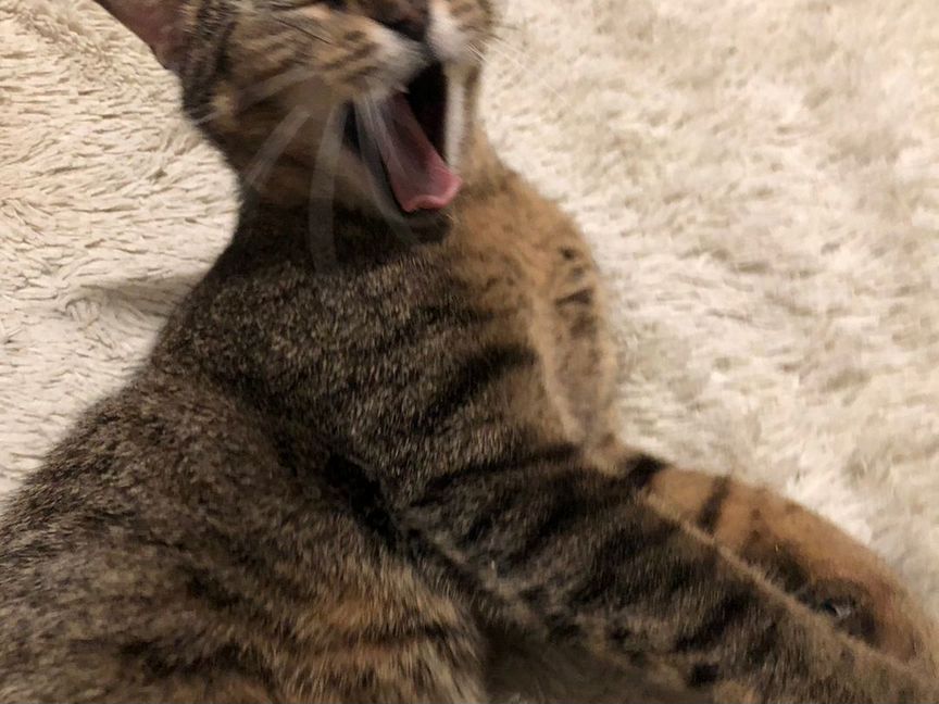Котенок Вжик