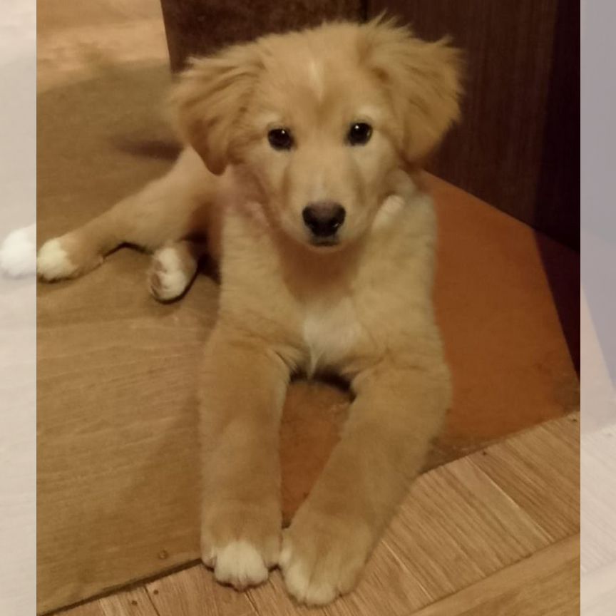 Щенок Летти