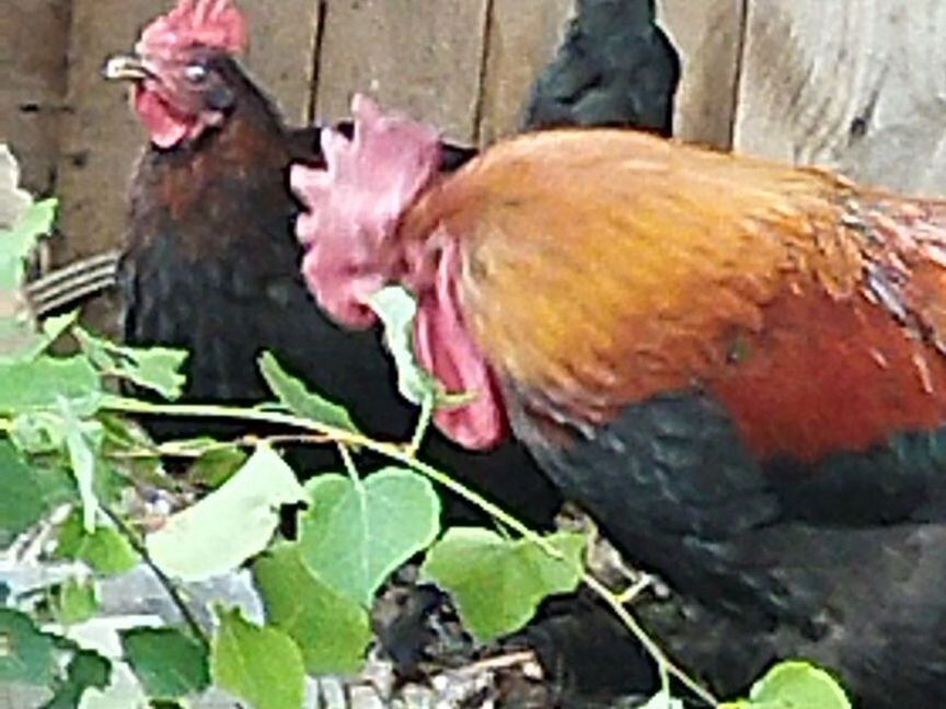 Маран Черно-Медный пара