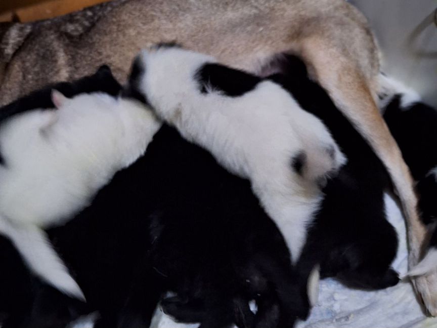 Щенок в добрые руки бесплатно маленькая порода