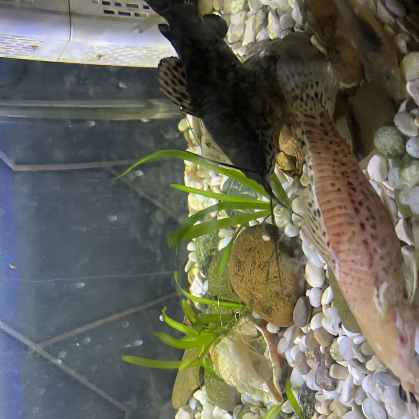 Сомики таракатумы пара