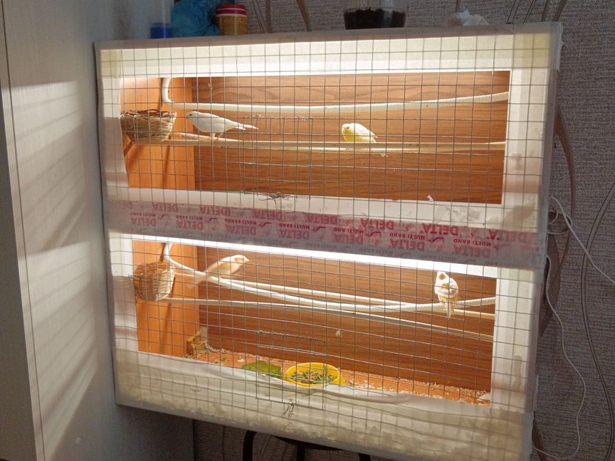 Конарейки кенара