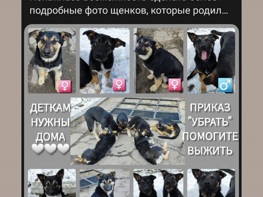 Щенки метисов в добрые руки