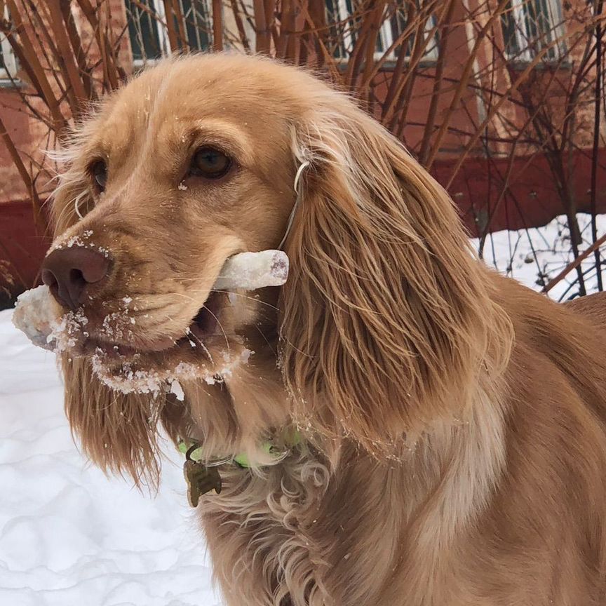 Русский спаниель в добые руки