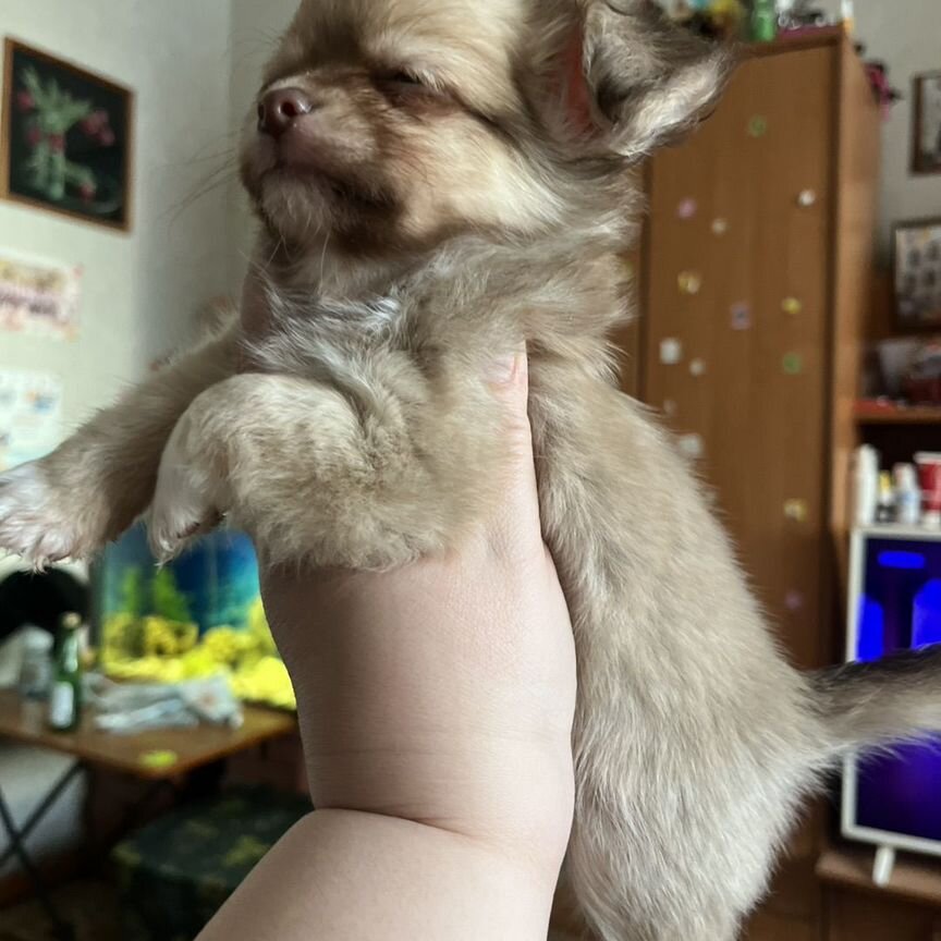 Чихуахуа малышонок