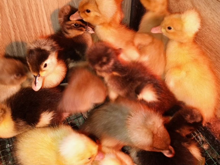 Утята хохлатые