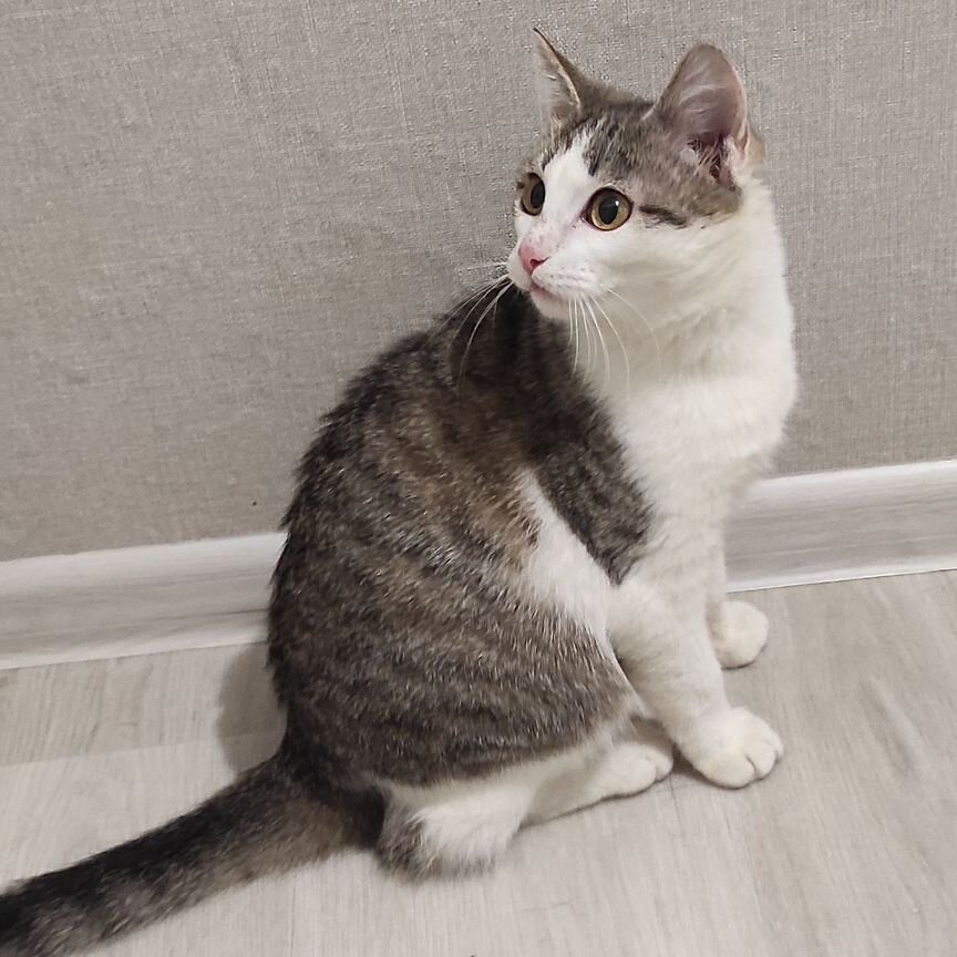 Европейский короткошёрстный котёнок