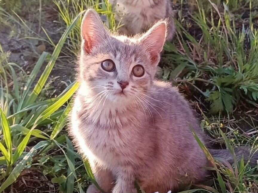 Котята в добрые руки бесплатно