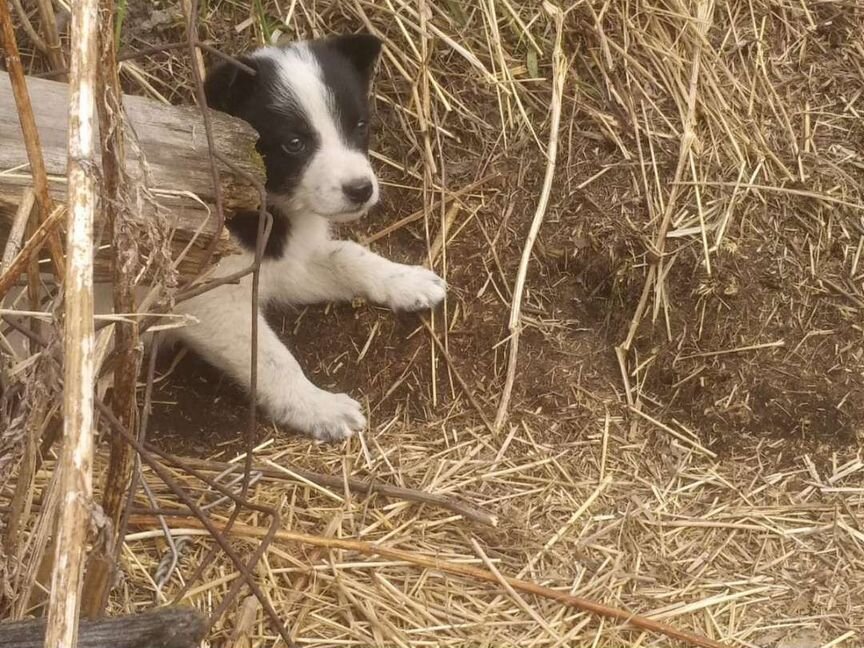 Щенки в дар