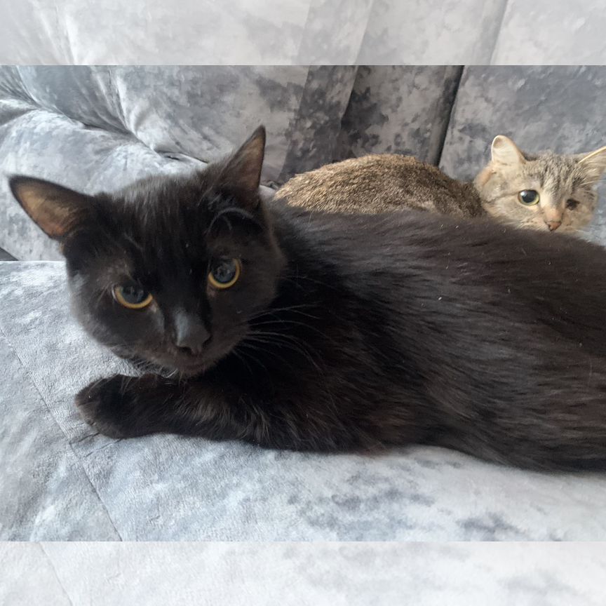 Взрослая, кошка в добрые руки