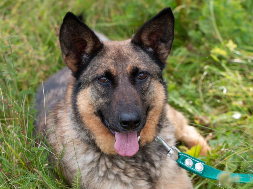 Овчарка метис в дар. Люксор ждёт вас в приюте