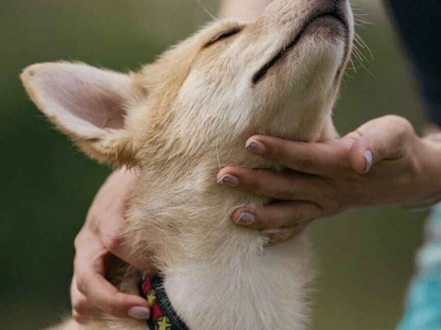 Щенок в добрые руки