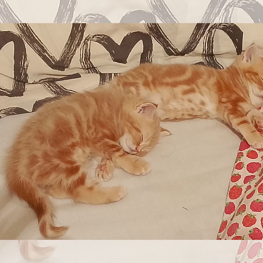 Шотландский прямоухий короткошёрстный котёнок